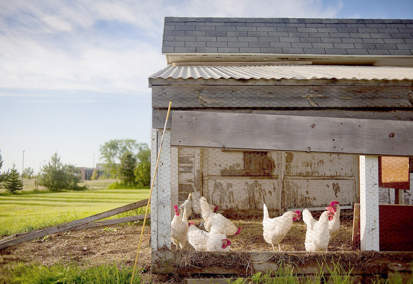 Poultry management series for beginners to start Thursday | News ...
